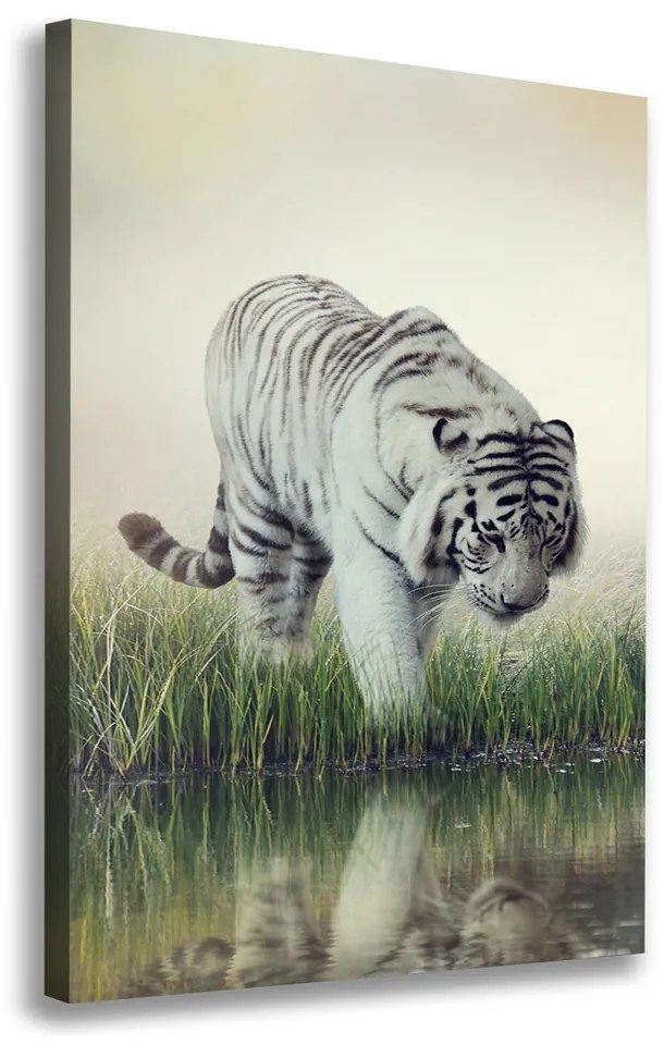 Wallmuralia Foto obraz canvas Bílý tygr 70x100 cm