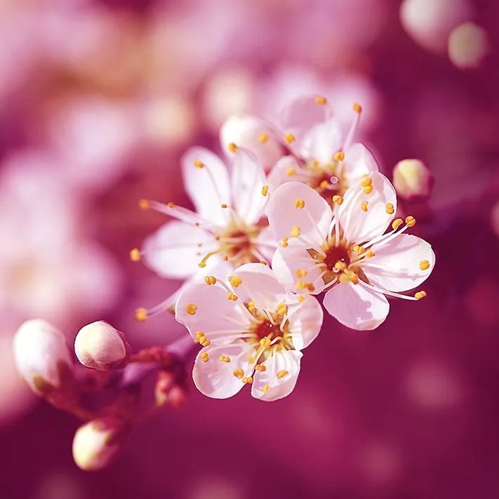 Obraz na plátně - Ros Berryman, Plum Blossom