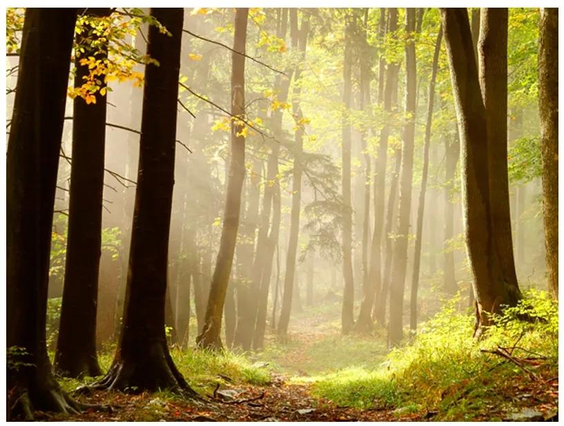 Fototapeta - Mysterious forest path