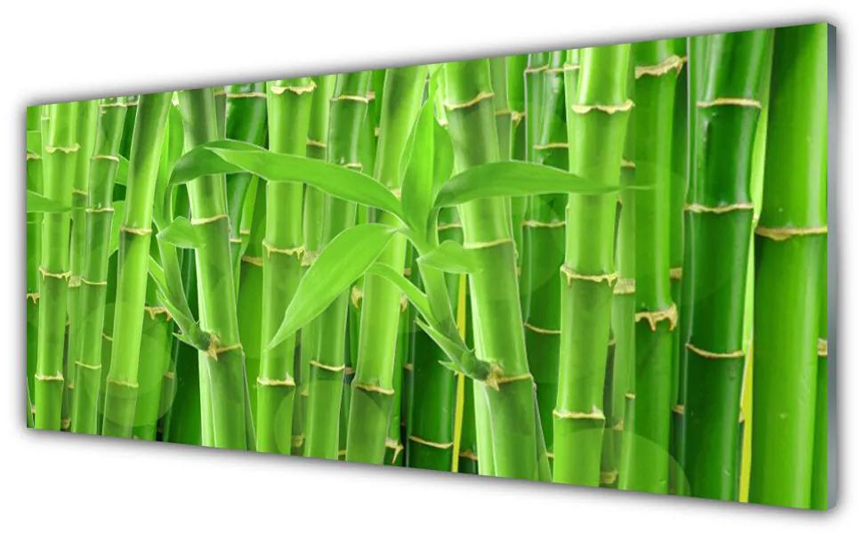 akrylový obraz Bambus Stonek Květ Rostlina 125x50 cm