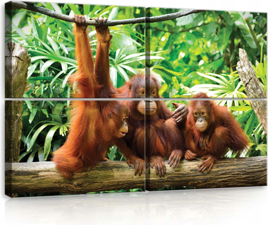 Obraz 120x80 Orangutani opice džungle příroda les zvířata na plátně