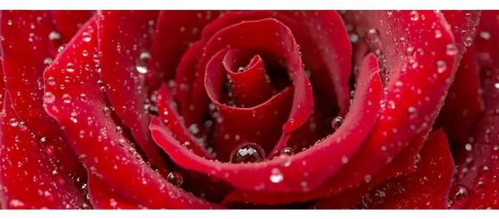 DIMEX | Panoramatická vliesová fototapeta na zeď Červená růže MP-2-0138  | 375 x 150 cm | červená
