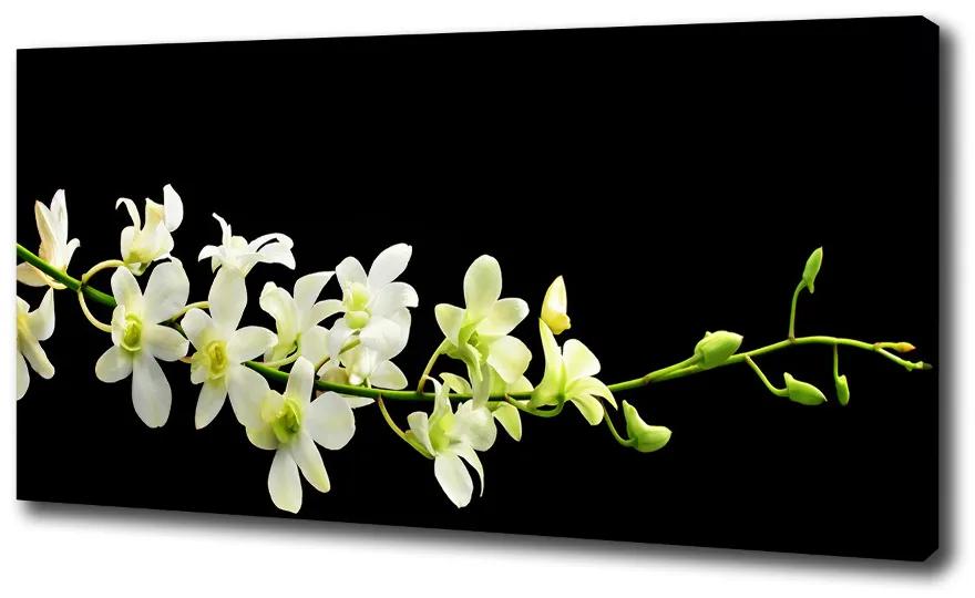 Wallmuralia Foto obraz na plátně do obýváku Orchidej 100x50