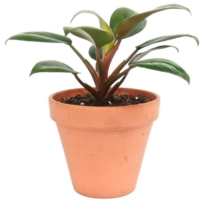 Pokojová rostlina Philodendron Red Congo, průměr 12 cm