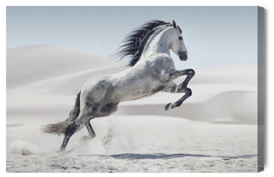 Obraz Kůň V Poušti Nedostatek Nedostatek Přírodní plátno 90x60