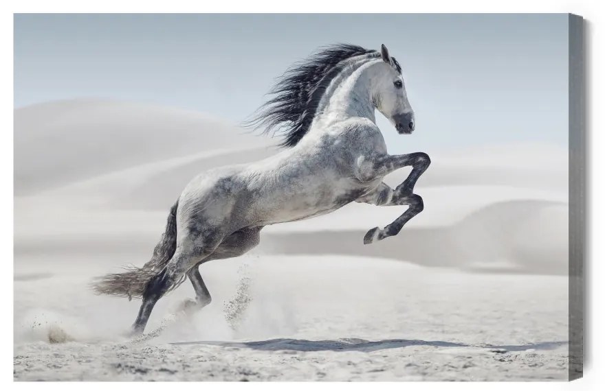 Obraz Kůň V Poušti Nedostatek Nedostatek Přírodní plátno 100x70