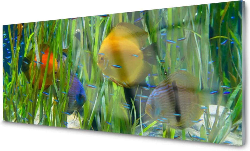 Skleněný obraz Ryba Řasy Příroda