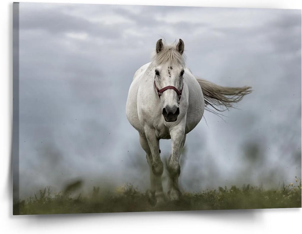 Obraz SABLO - Bílý kůň 3 50x50 cm