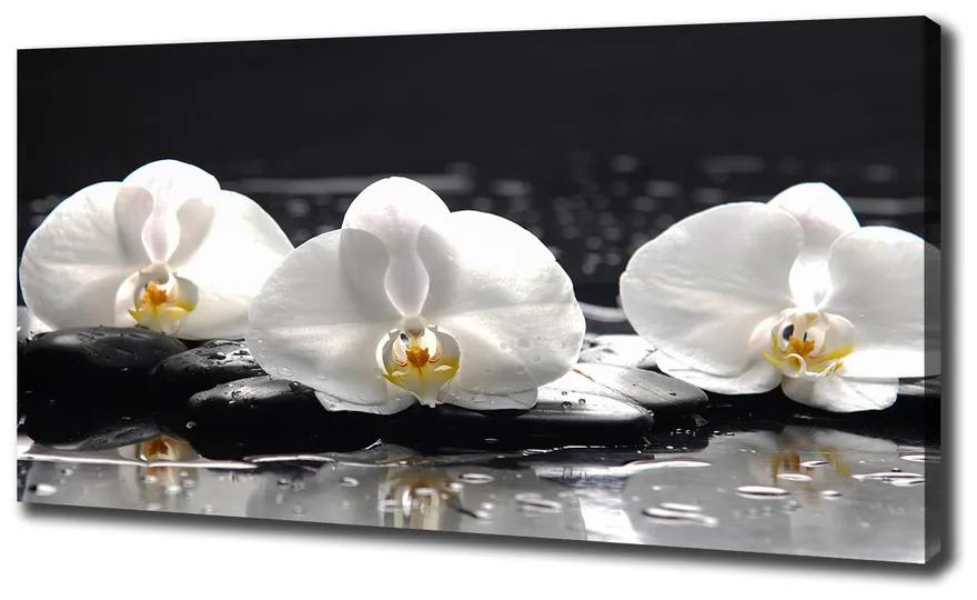 Wallmuralia Foto obraz na plátně do obýváku Orchidej 140x70 cm