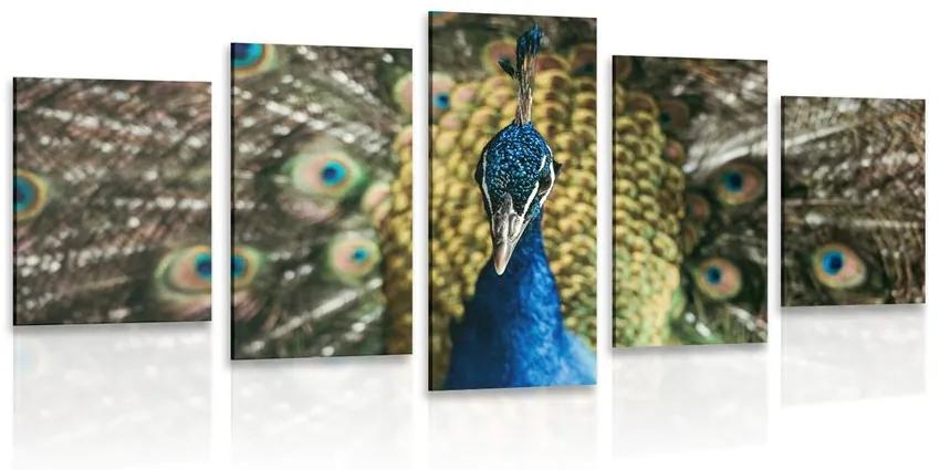 5-dílný obraz páv v plné kráse Varianta: 100x50