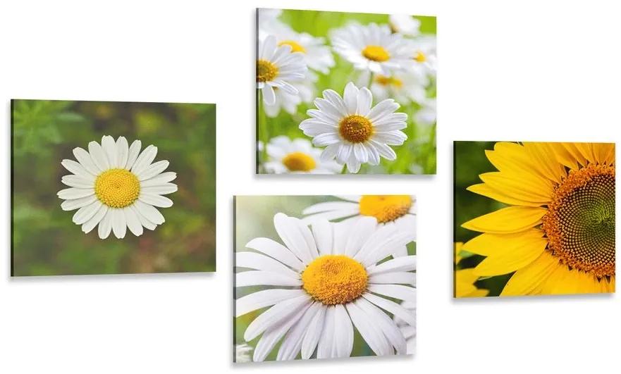 Set obrazů luční květiny - 4x 40x40 cm