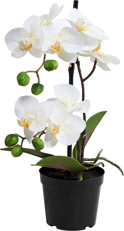 FLORISTA Orchidej v květináči 35 cm - bílá