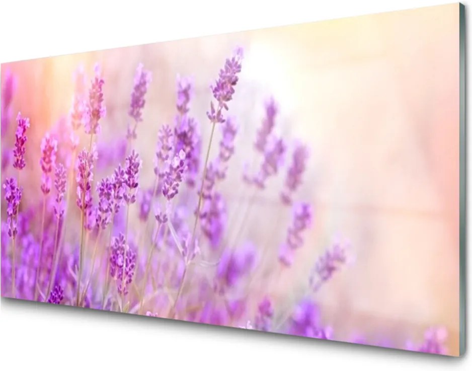 Skleněný obraz Levandulové Pole Slunce Květiny
