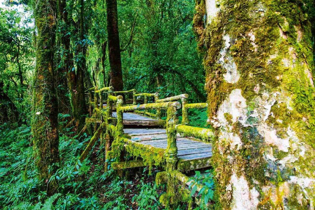 DIMEX | Samolepicí vliesová fototapeta na zeď Národní park v Thajsku MA-5-1586 | 375 x 250 cm | zelená