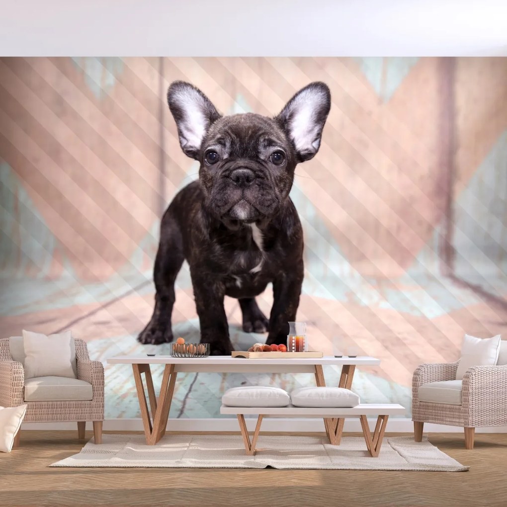 Fototapeta - French Bulldog