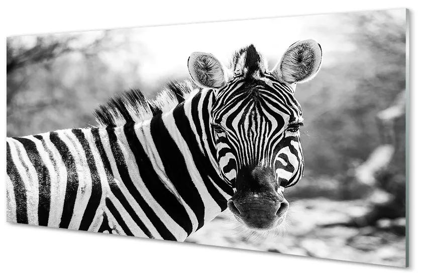akrylový obraz retro zebra 125x50 cm