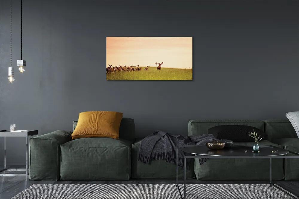 Obrazy na plátně Stádo jelenů pole svítání 100x50 cm