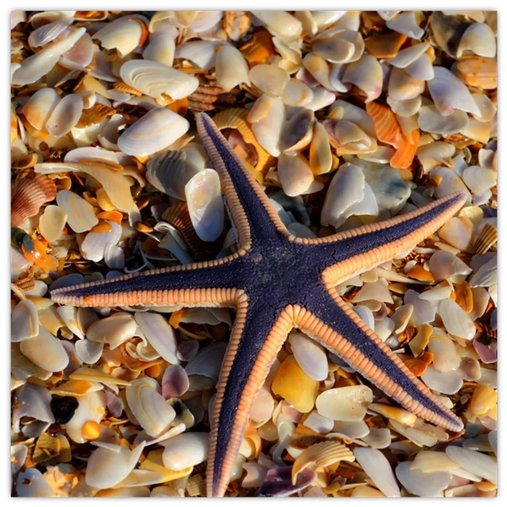 Obraz mořské hvězdice (30x30 cm)