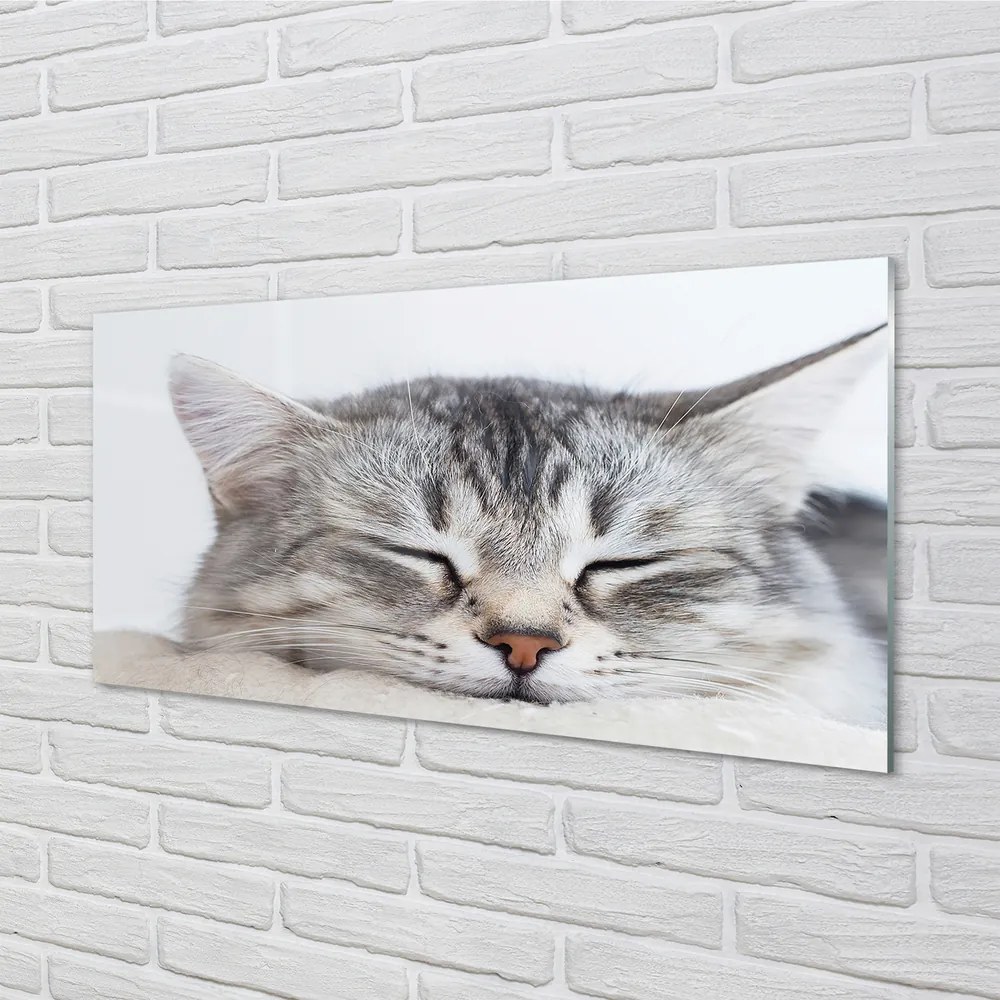 akrylový obraz ospalá kočka 140x70 cm