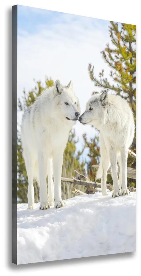 Wallmuralia Foto obraz na plátně Dva bílí vlci 60x120 cm