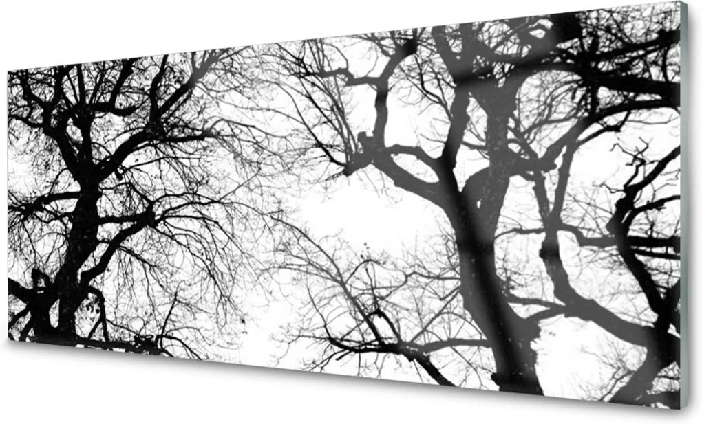 Plexisklo obraz Stromy Příroda Černobílý