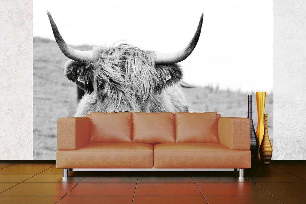 DIMEX | Samolepicí vliesová fototapeta na zeď Skotská kráva MA-5-0458 | 375 x 250 cm | bílá, černá