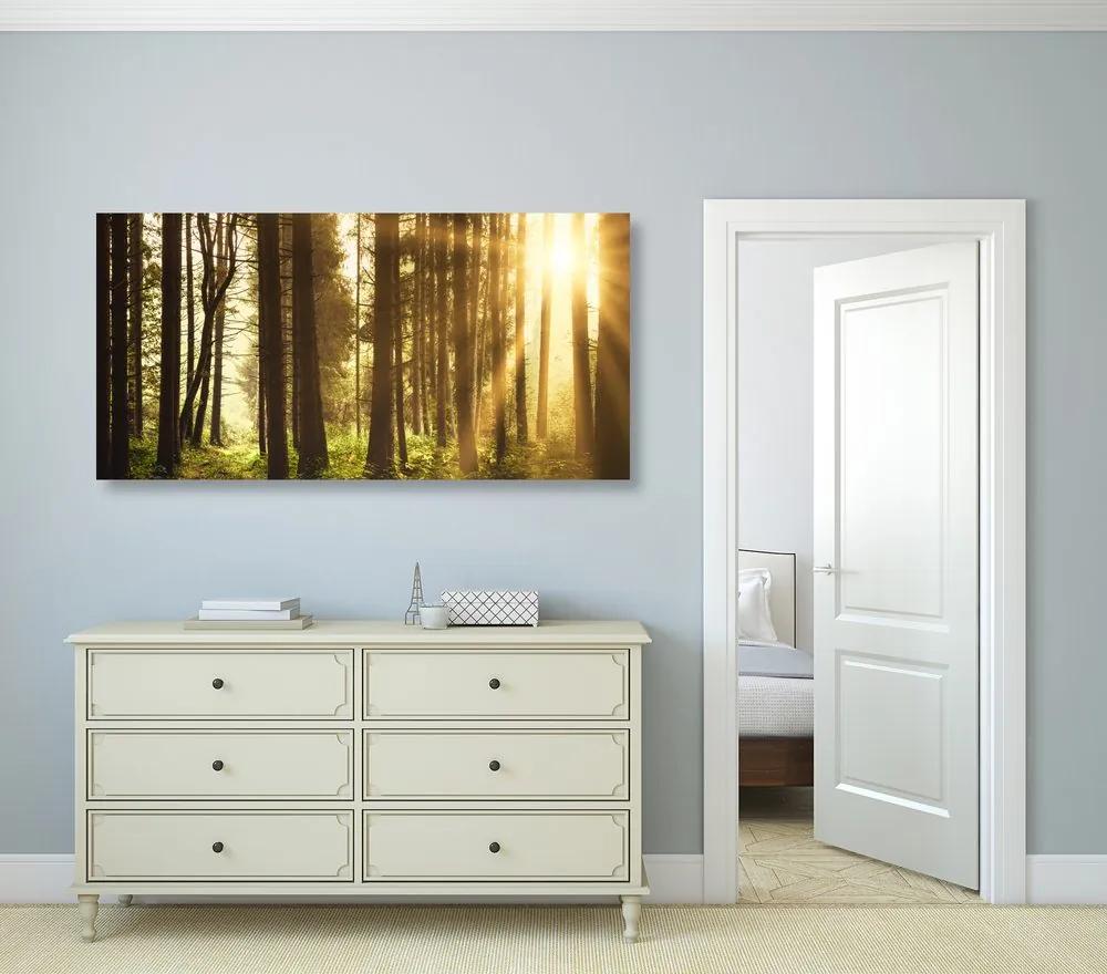 Obraz les zalitý sluncem Varianta: 120x60