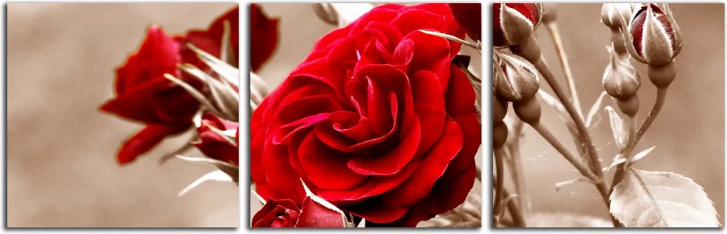 Obraz Růže , vícedílný