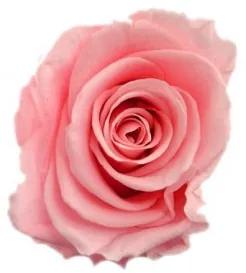 Hlavy růží - standard 6 ks Dark pink - tmavě růžová
