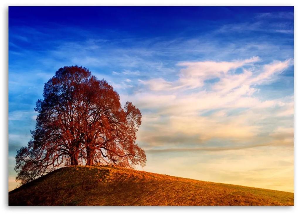 Obraz na plátně Strom na kopci Příroda - 60x40 cm