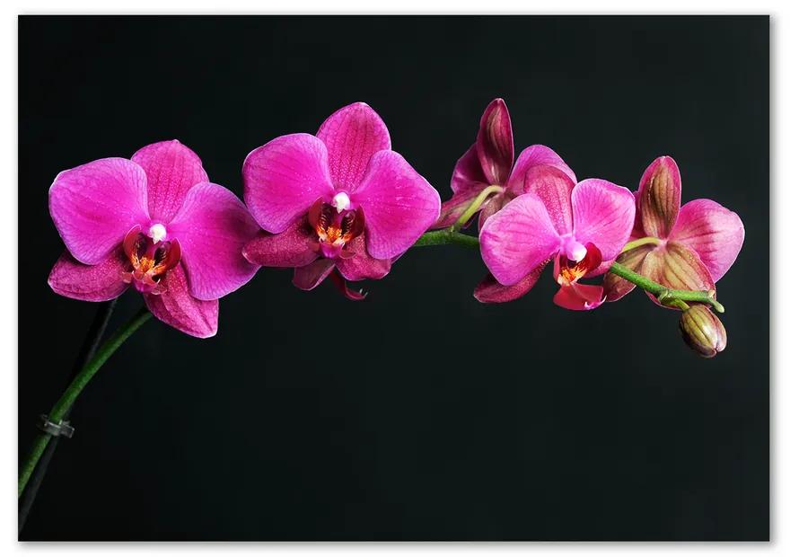 Wallmuralia Fotoobraz na skle Orchidej 100x70 cm