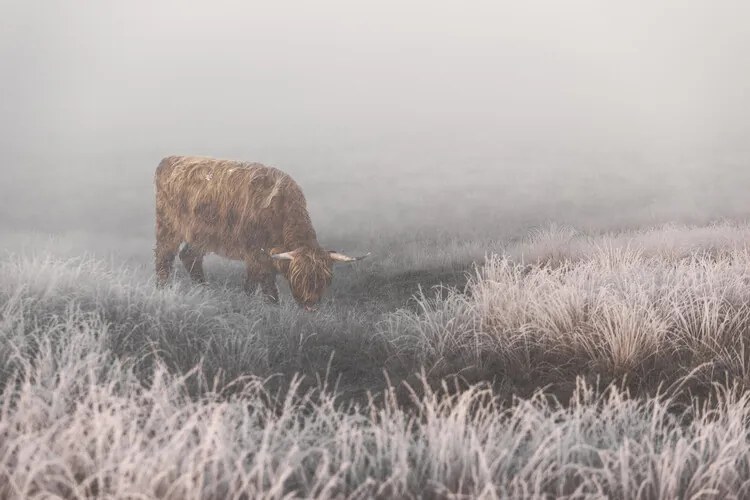 Umělecká fotografie Highlander in White Grass, Jaap van den, (40 x 26.7 cm)