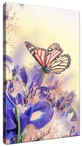 Obraz na plátně Nádherný motýl 20x30cm 1212A_1S