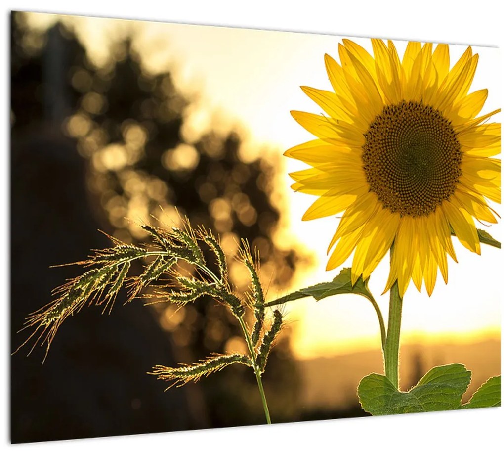 Obraz slunečnice (70x50 cm)
