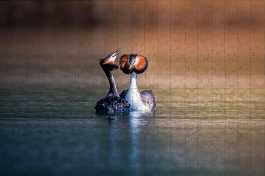 Puzzle A3 potápka roháč G