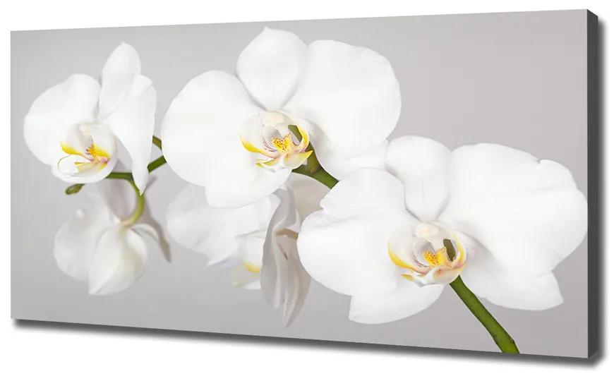 Wallmuralia Foto obraz canvas Orchidej 120x60 cm
