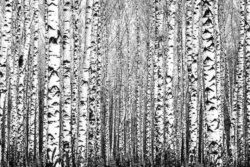 DIMEX | Samolepicí vliesová fototapeta na zeď Jarní kmeny MA-5-1906 | 375 x 250 cm | bílá, černá
