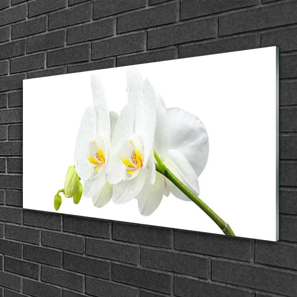 Obraz na skle Plátky Květ Bíla Orchidej 100x50 cm