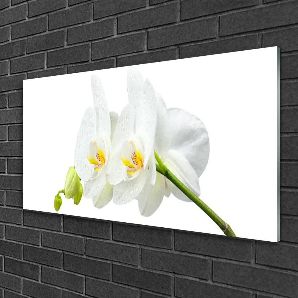 Obraz na skle Plátky Květ Bíla Orchidej 125x50 cm