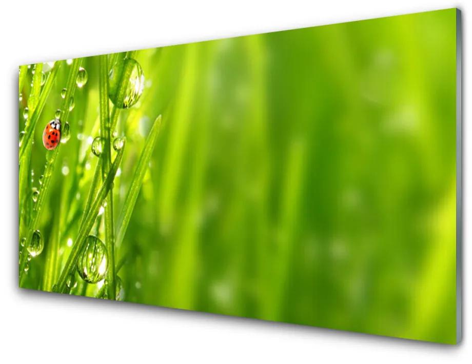 Plexisklo-obraz Tráva Beruška Příroda 140x70 cm