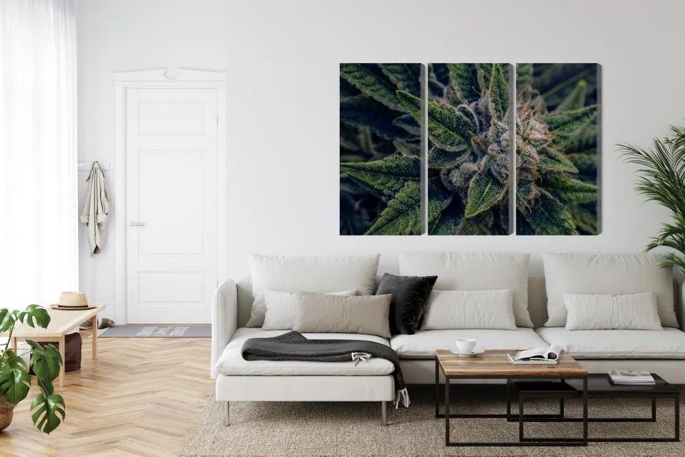 Vícedílný obraz Rostlina Konopí Zblízka Nedostatek Nedostatek Přírodní plátno 150x100