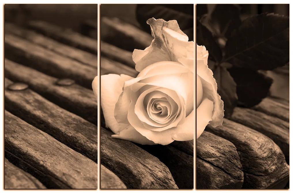 Obraz na plátně - Bílá růže na lavici 1224FB (90x60 cm  )