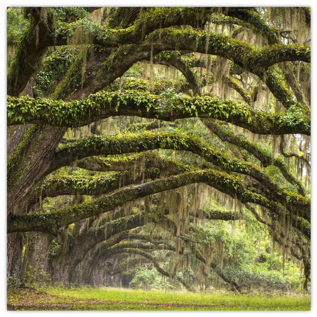 Obraz - Oaks Avenue, Charleston, Jižní Karolína, USA (30x30 cm)