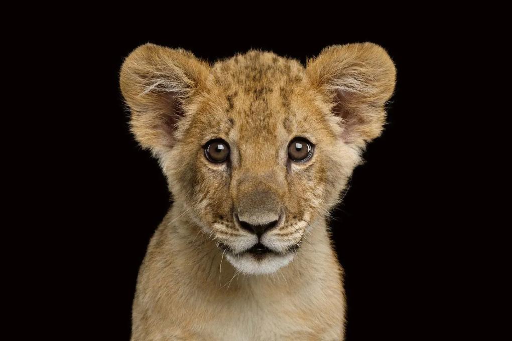 DIMEX | Samolepicí vliesová fototapeta na zeď Malý lvíček MA-5-0541 | 375 x 250 cm | béžová, černá, hnědá