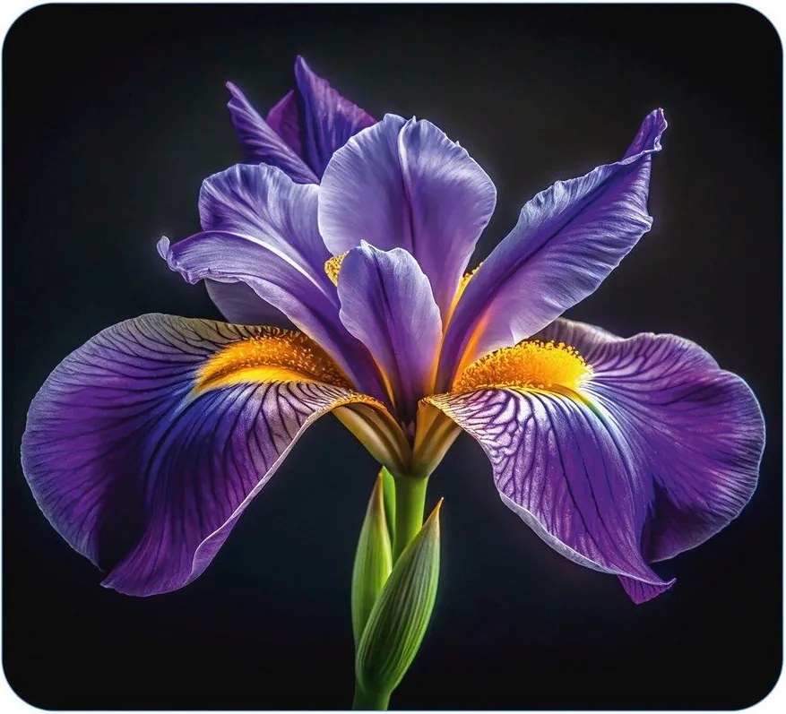 Kryt na zeď u sporáku z tvrzeného skla 50x56 cm Iris – Wenko