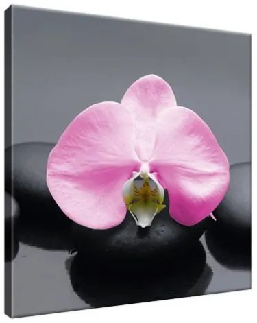 Tištěný obraz Růžová orchidej a kameny 30x30cm 2010A_1AI