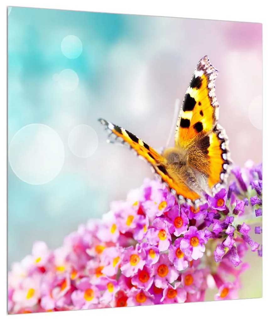 Obraz motýla na květech (40x40 cm)