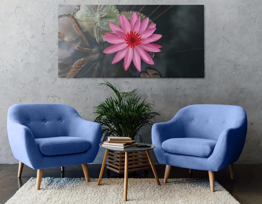 Obraz očarující lotosový květ Varianta: 100x50