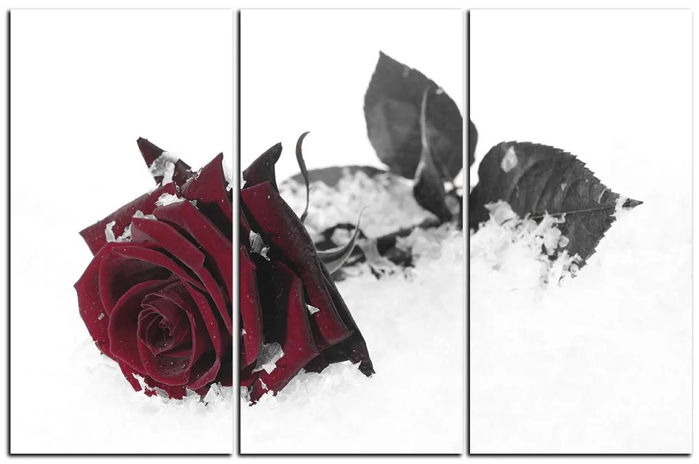 Obraz na plátně - Růže na sněhu 1103FB (135x90 cm)