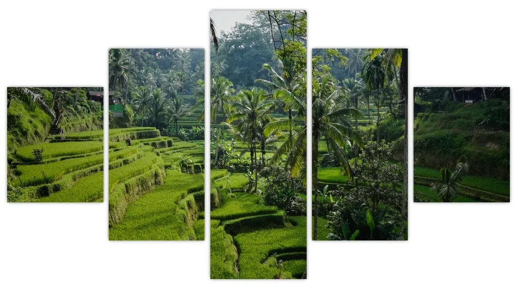 Obraz rýžových teras Tegalalang, Bali (125x70 cm)